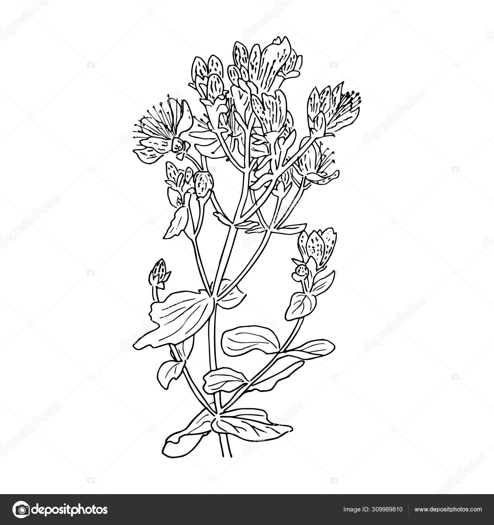 Hypericum perforatum, St. johns worth. Herbal hand drawn engraving ...