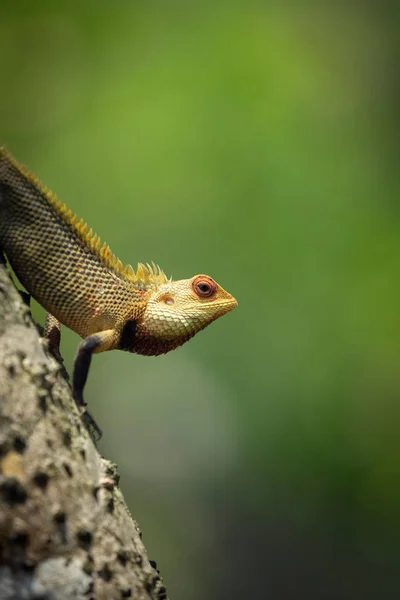 Philippines lizard Stock Photos, Royalty Free Philippines lizard Images ...
