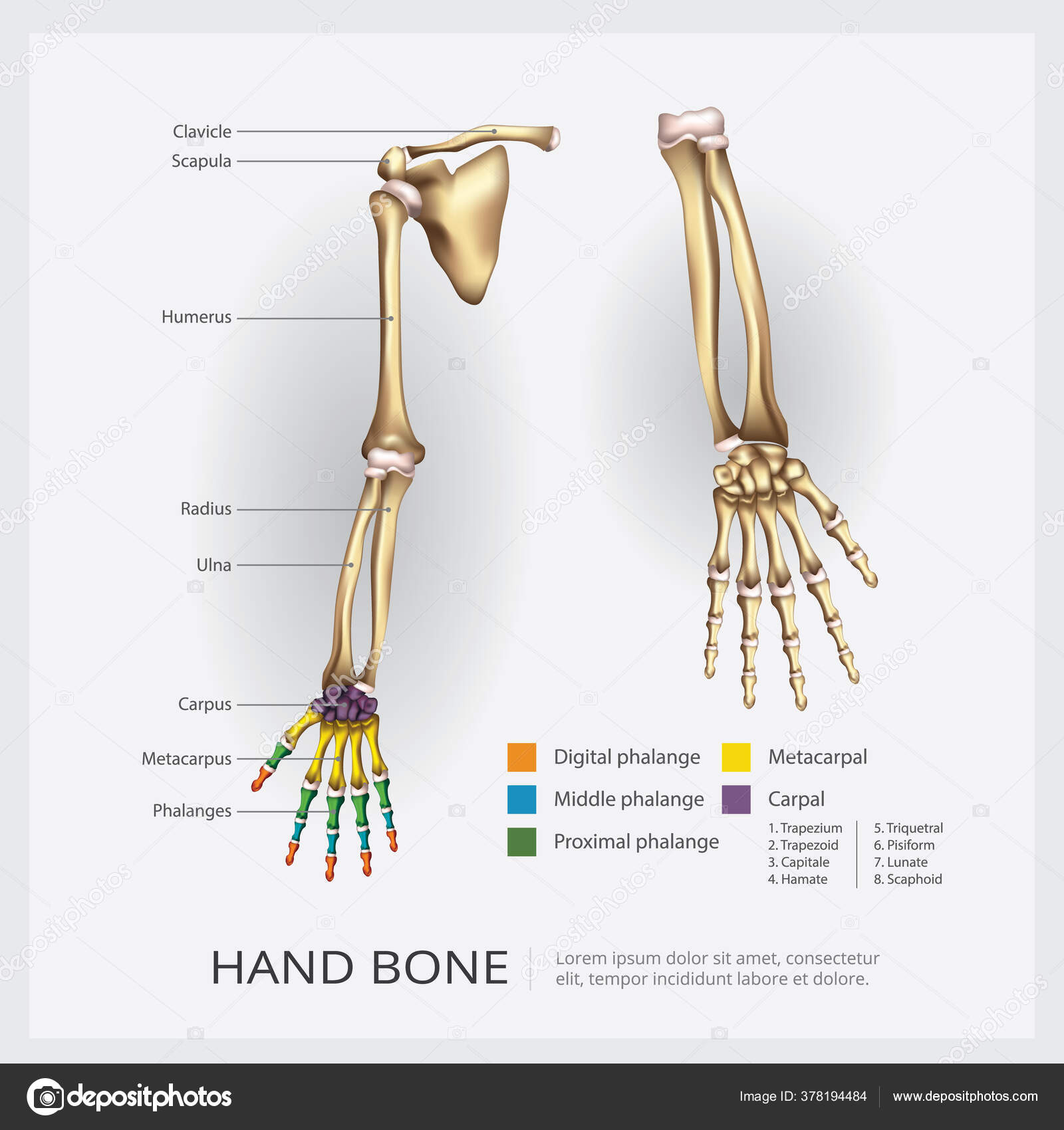 Menneskelig Arm Bein Anatomi