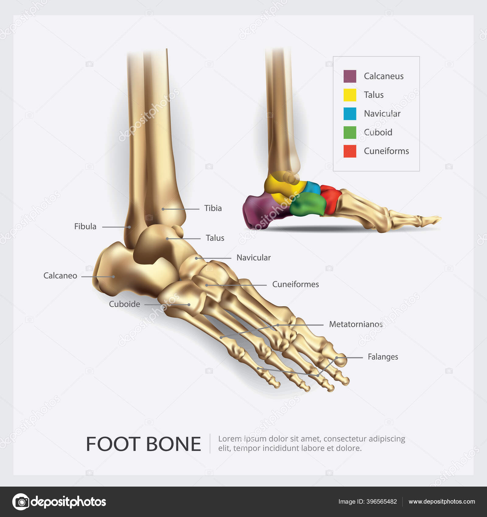 Foot Bones Anatomy