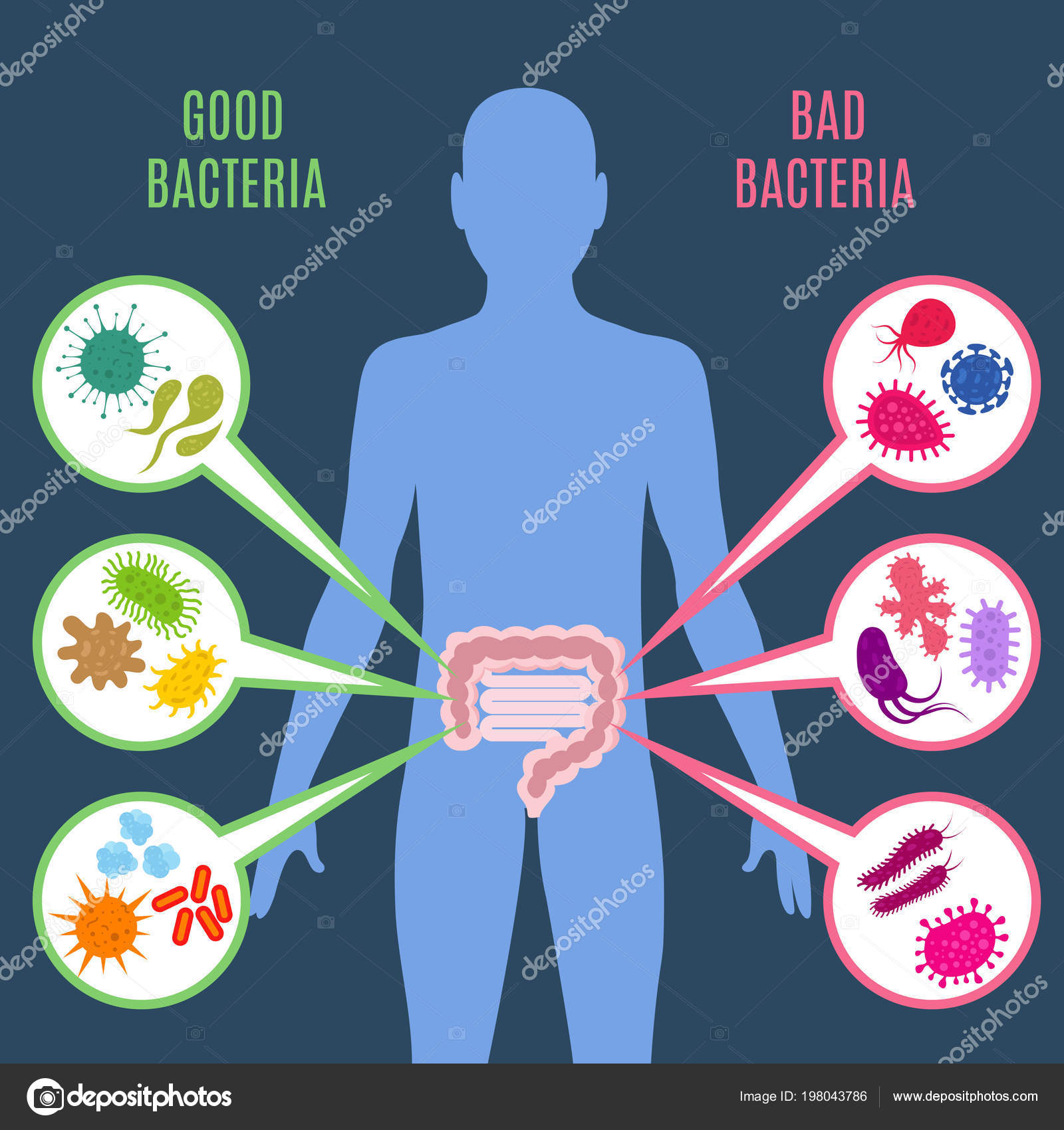 Intestinal flora gut health vector concept with bacteria and probiotics ...