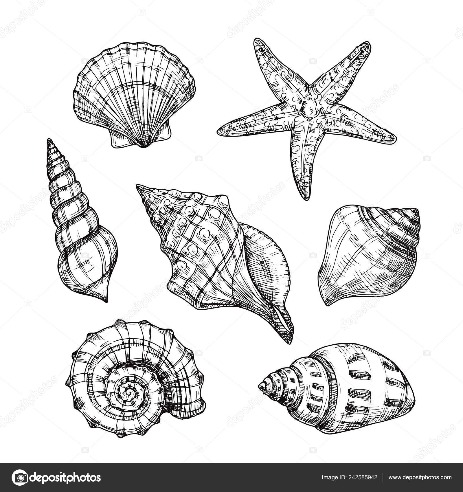 Hand drawn sea shells. Starfish shellfish tropical mollusk in vintage ...
