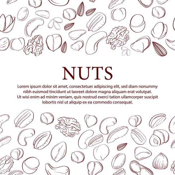 Nuts collection drawings. Sketches. Hand-drawing. Vector illustration ...