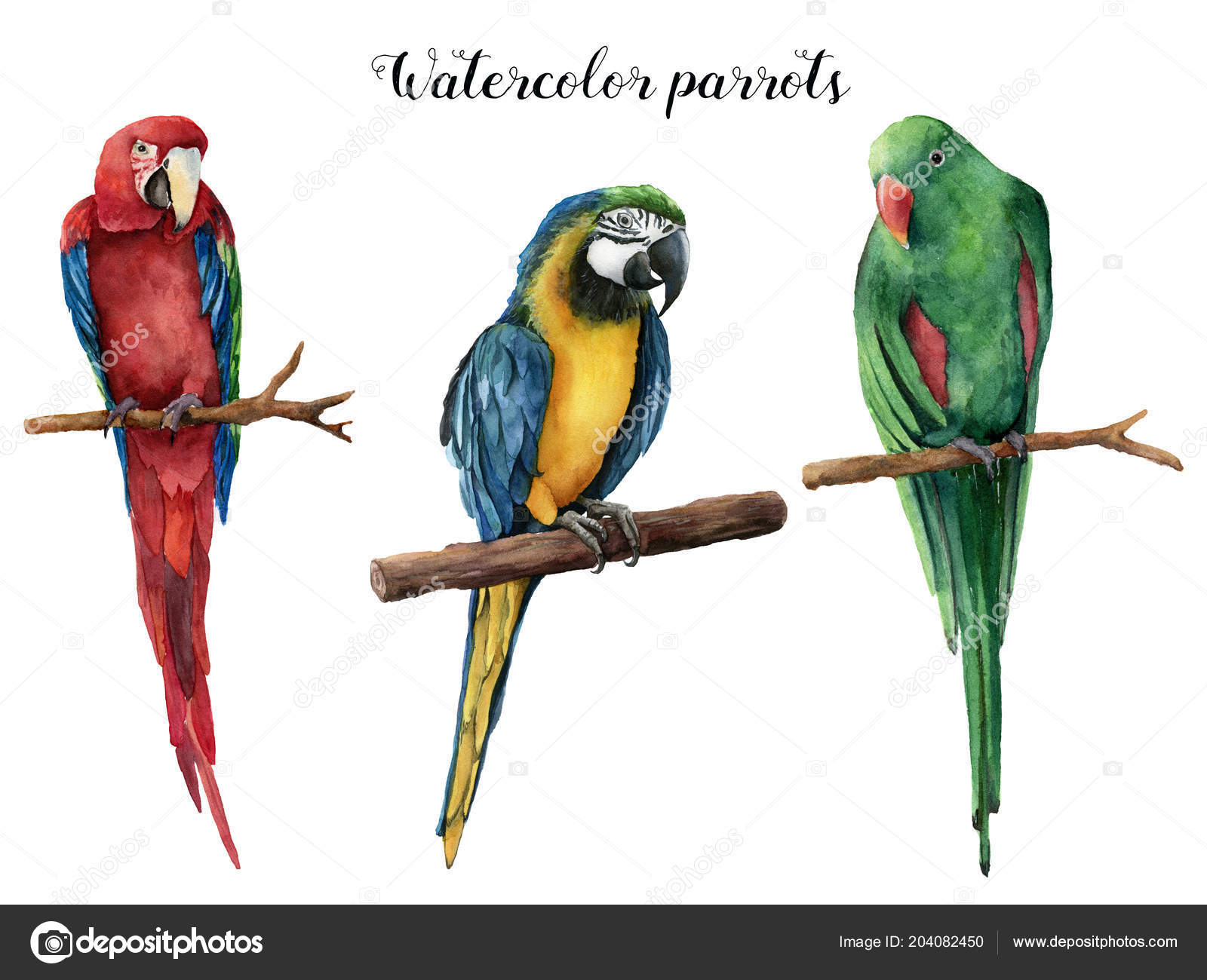 Acuarela hermosa loro tres. Pintado a mano de loro rojo, azul y ...