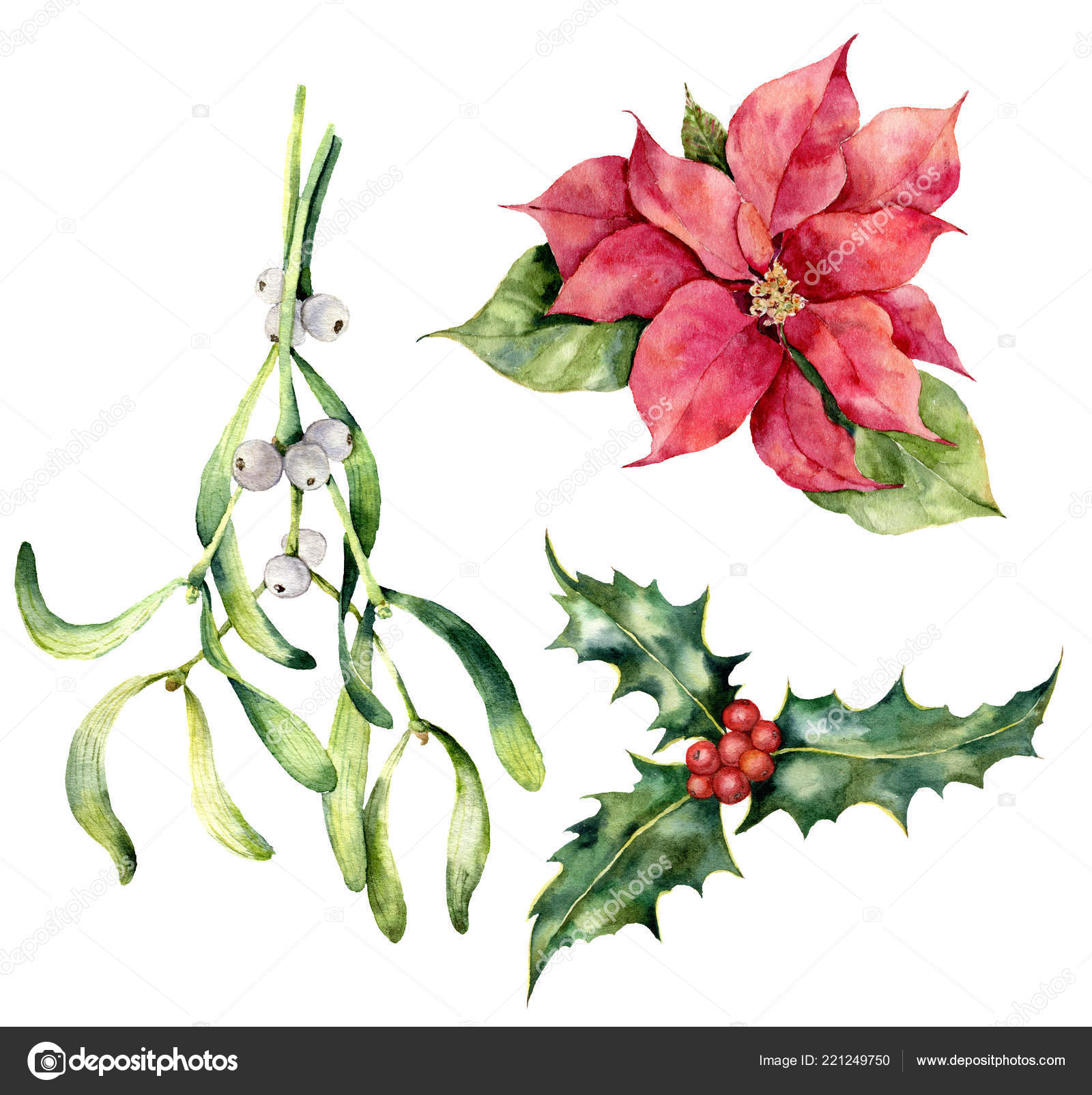 Misteltein Botanisk Illustrasjon