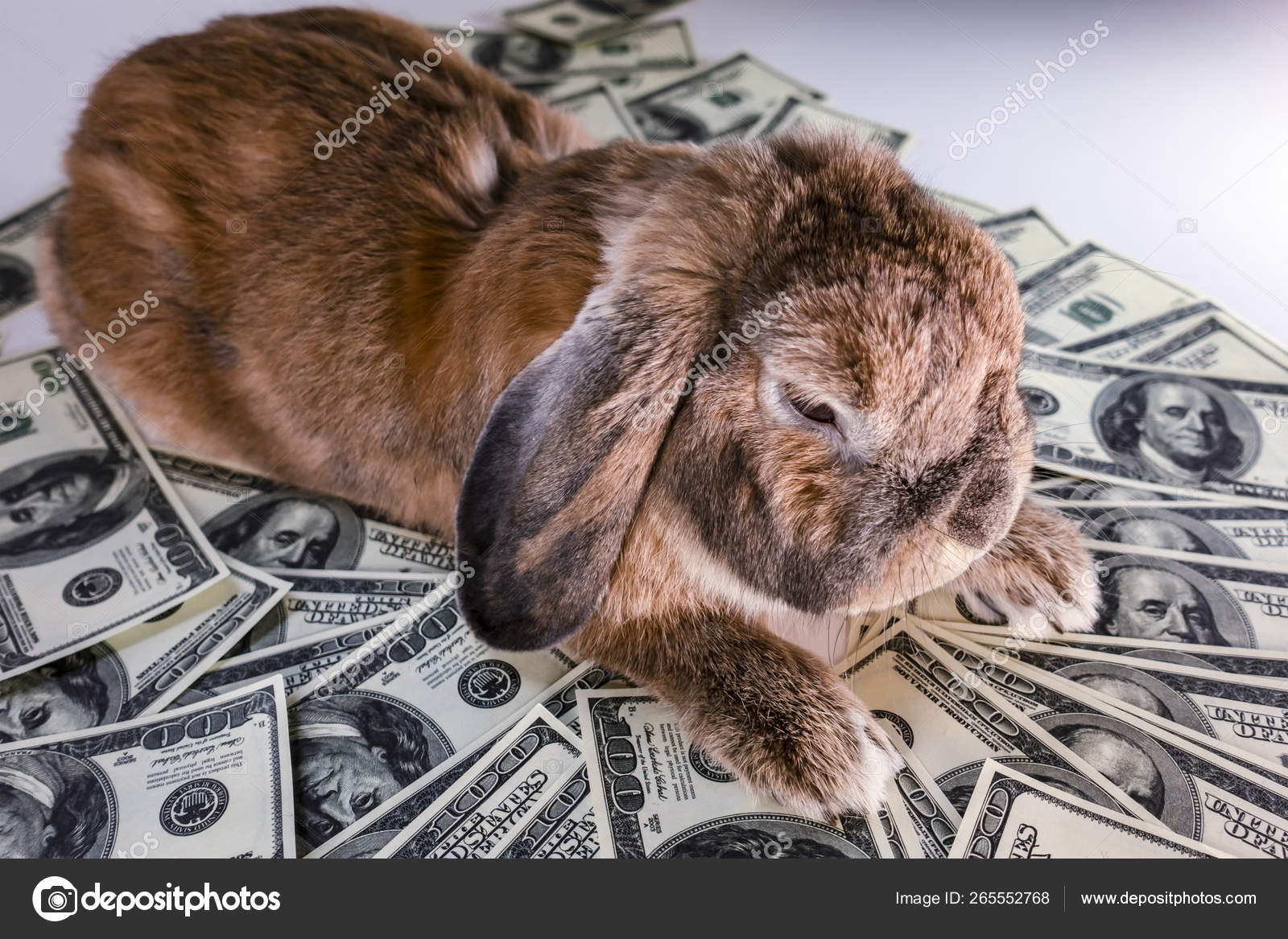 Lop-eared ginger rabbit breed sheep lies on the money. 100 us do Stock ...