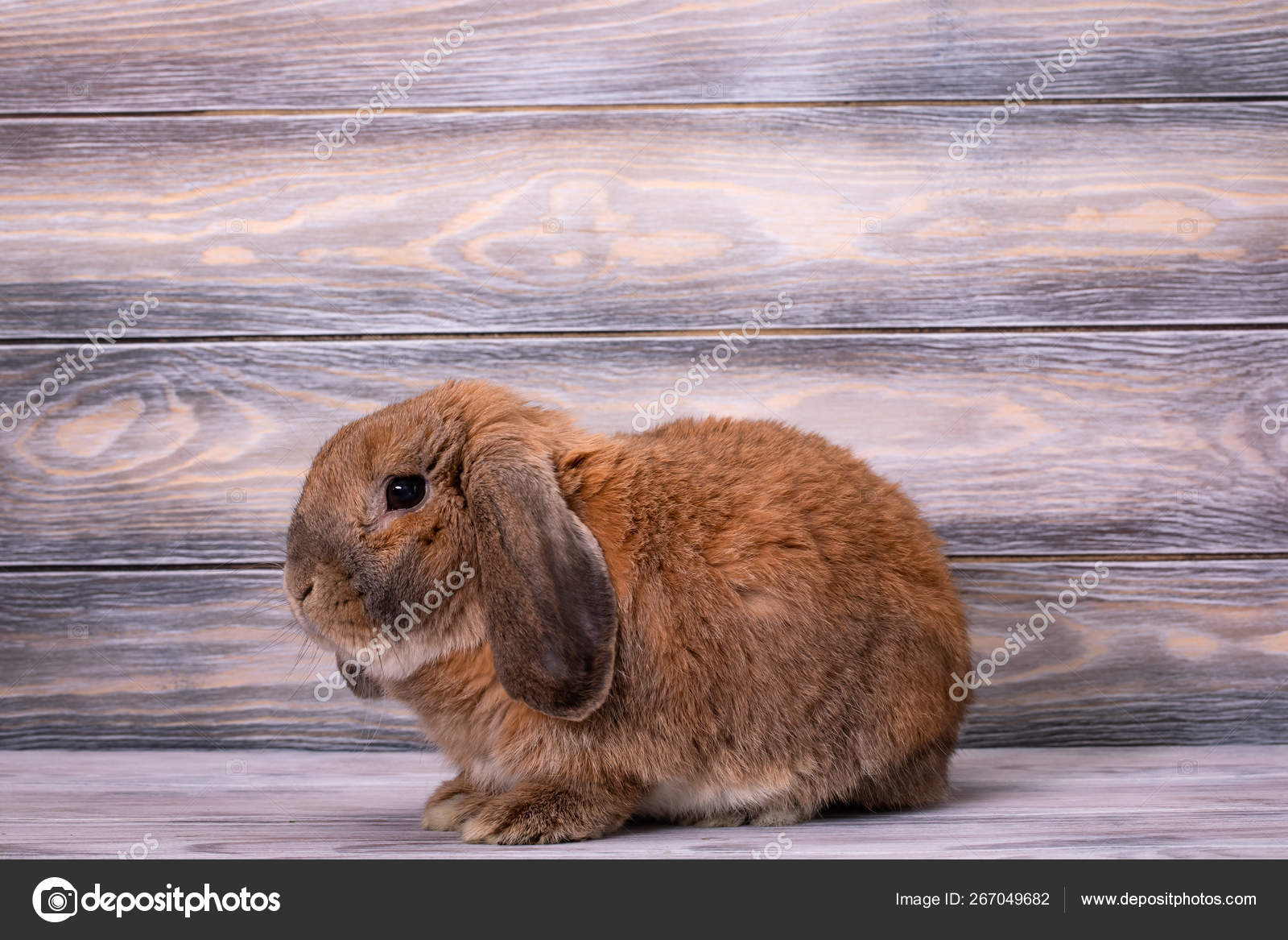 Dwarf rabbit breed ram stands. — Stock Photo © RUl8let #267049682