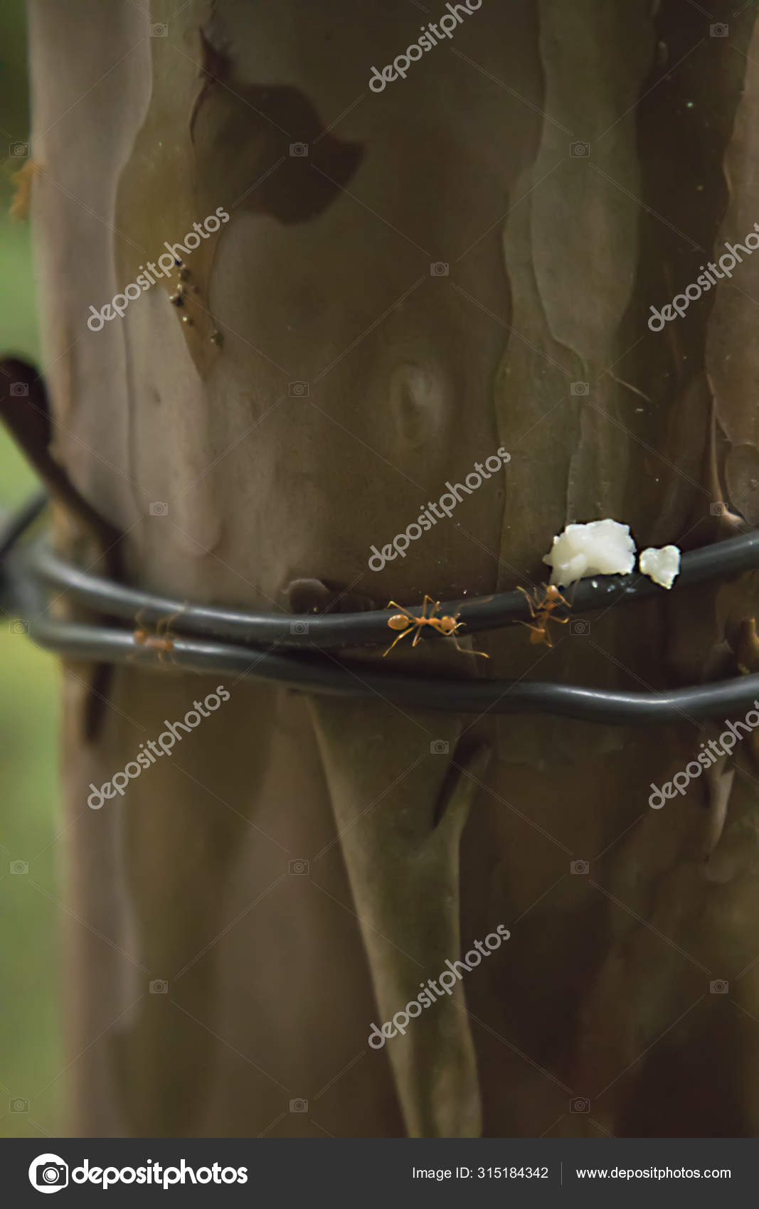 A red ant or fire ants carrying a grain of rice, Nature background ...