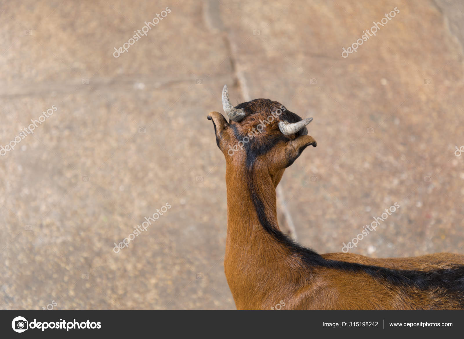 Cabra india mirando hacia atrás, India rural . — Foto de stock ...