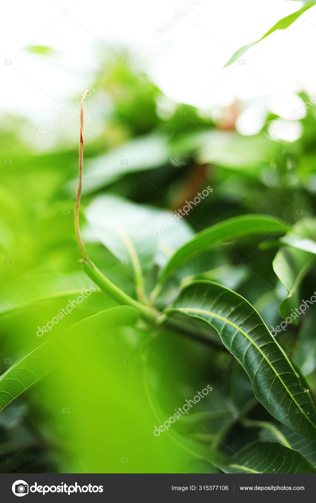 Green background of mango leaf. — Stock Photo © avpk #315377106