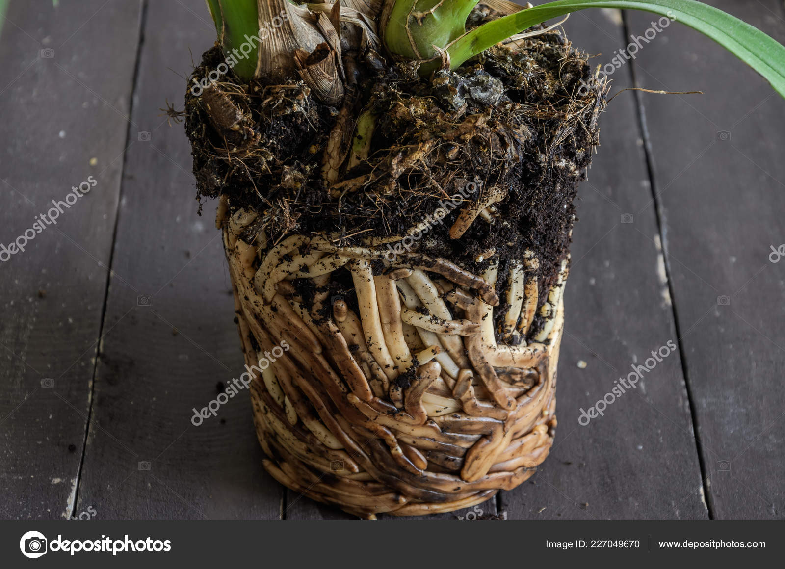 Interlaced Home Orchid Flower Roots Stock Photo by ©charlos.ukr.net ...