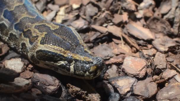 Python Stock Photo by ©arztsamui 9886043