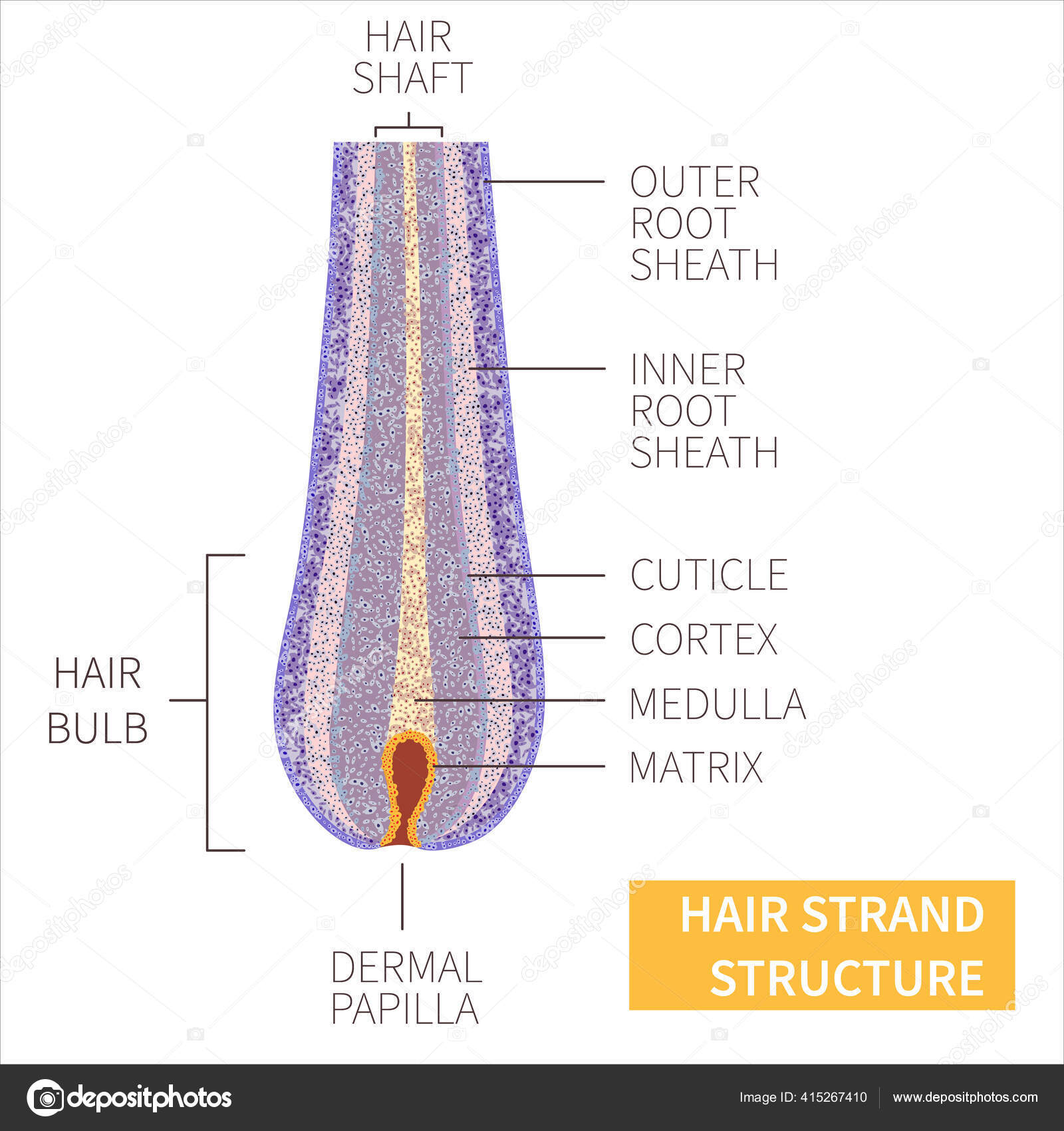 Hair Strand Diagram Hair Strand Diagram