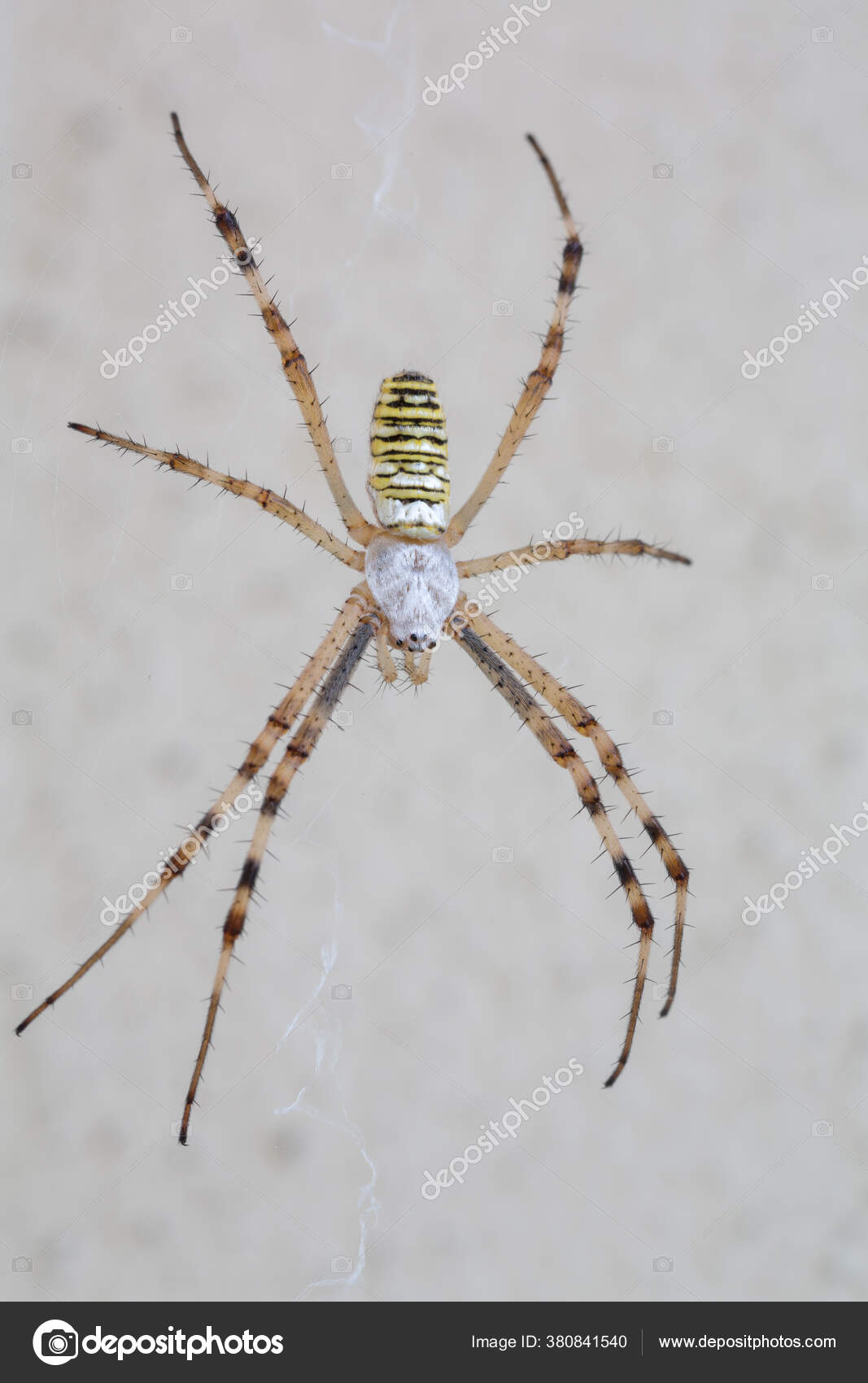 Big Yellow Black Spider Fly Insect Argiope Bruennichi Wasp Spider ...