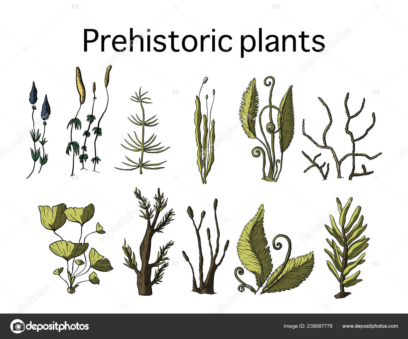 Xenacanthus Wiki Prehistrico