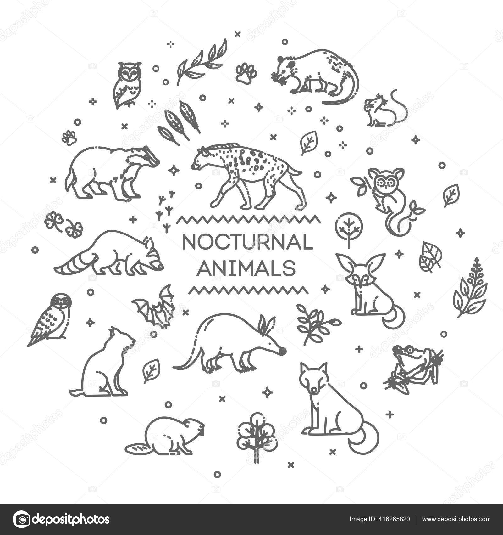 Vector. Conjunto de animales nocturnos vectoriales lineales Vector de ...