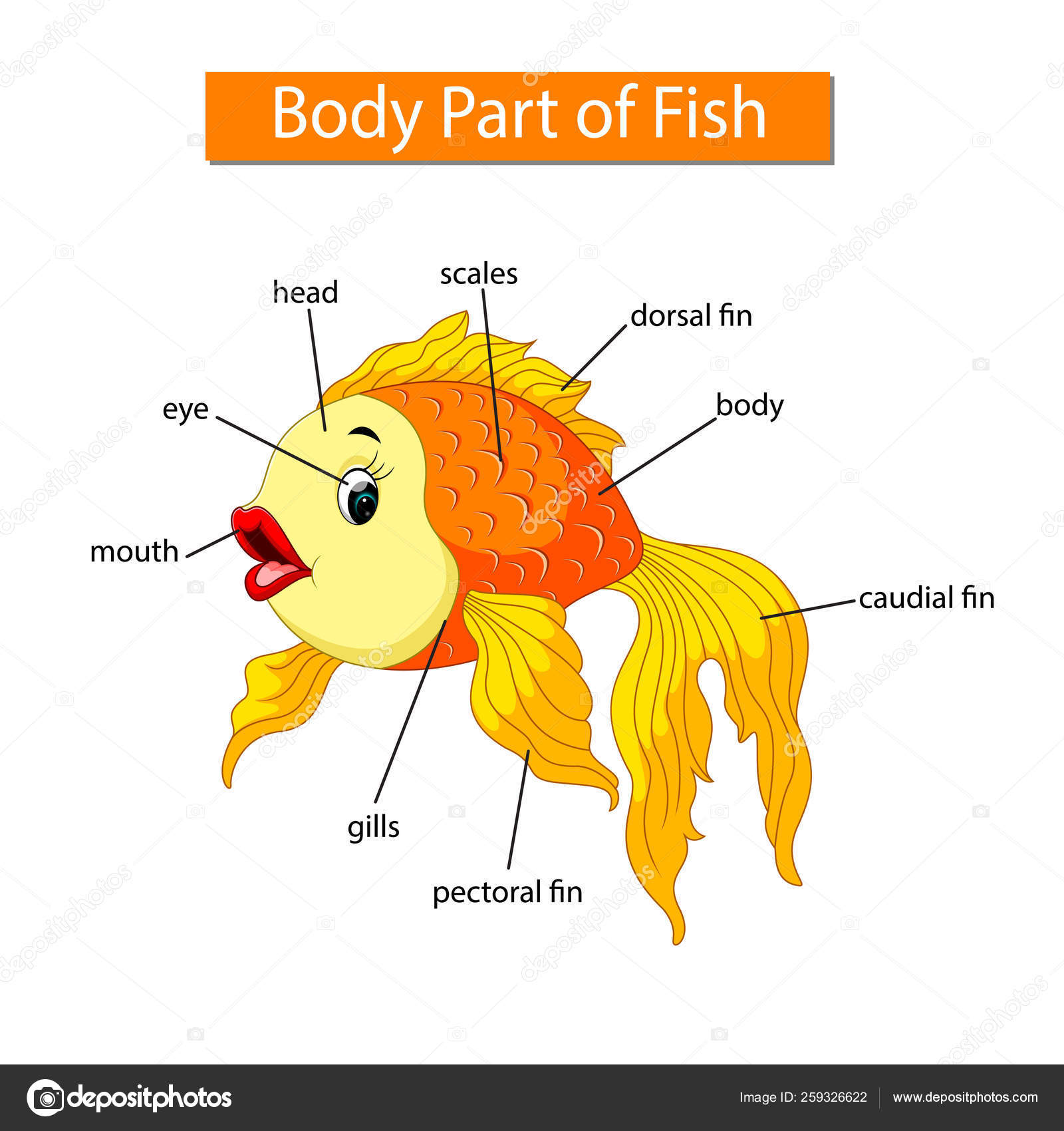 Diagram Showing Body Part Fish Stock Vector Image by ©hermandesign2015 ...