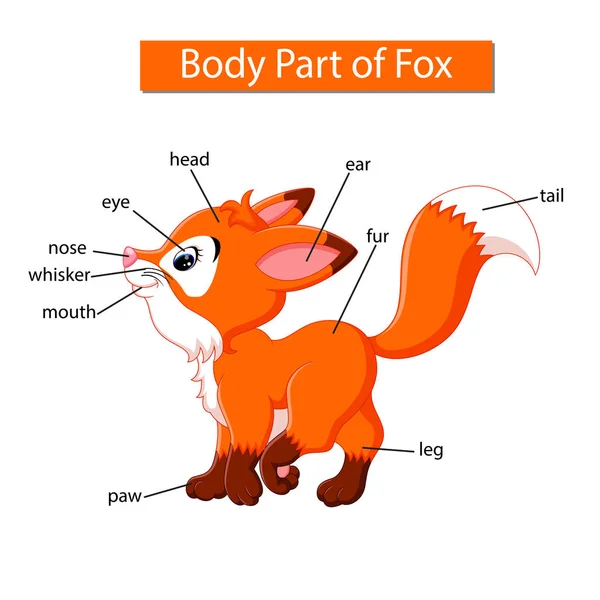 Diagram showing body part of fox - Stock Image - Everypixel