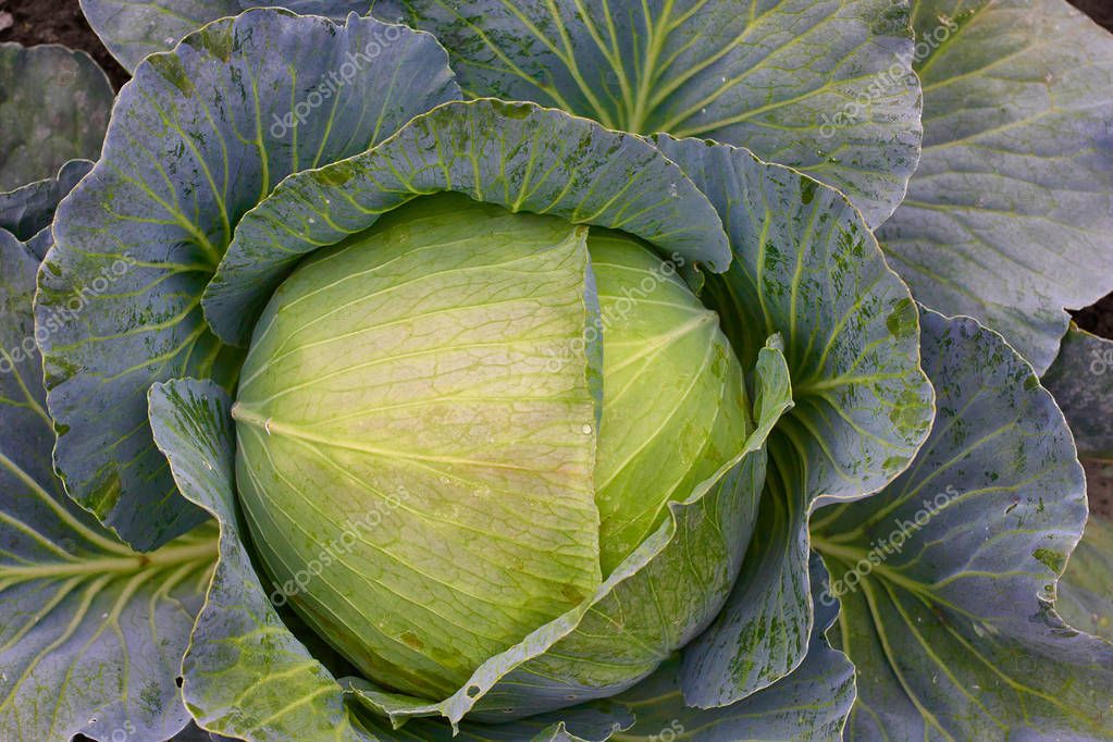 Primer plano de la cabeza de maduración de repollo orgánico verde ...