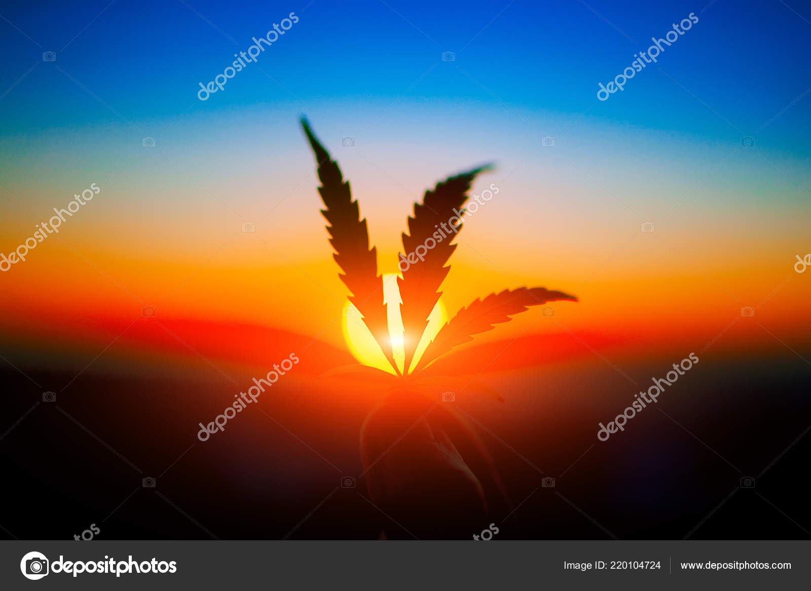 Cannabis Leaf Hand Horizon Sunset Marijuana Leaves Backdrop Beautiful ...