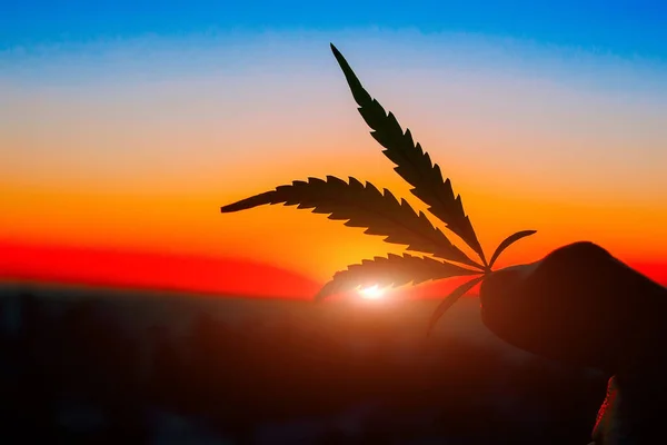 Cannabis and weather Stock Photos, Royalty Free Cannabis and weather ...