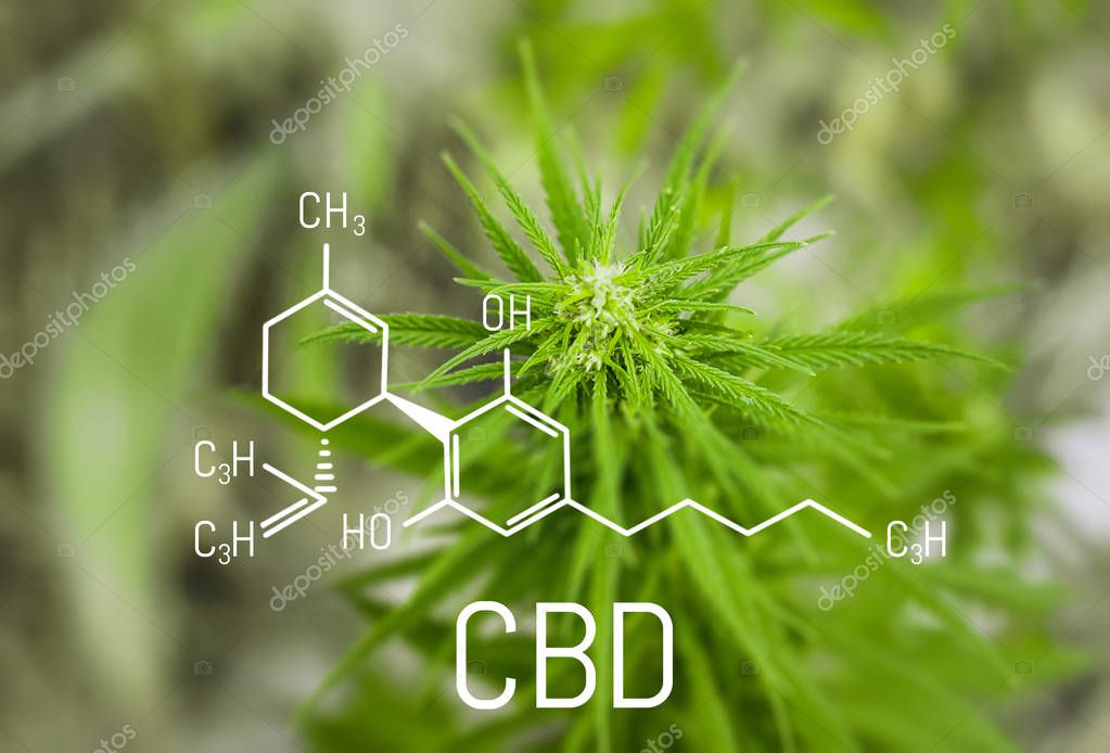 Cannabis qu mico. Cbd f rmula de cannabidiol. Ciencia, investigaci n sobre marihuana. Fotos tem ...