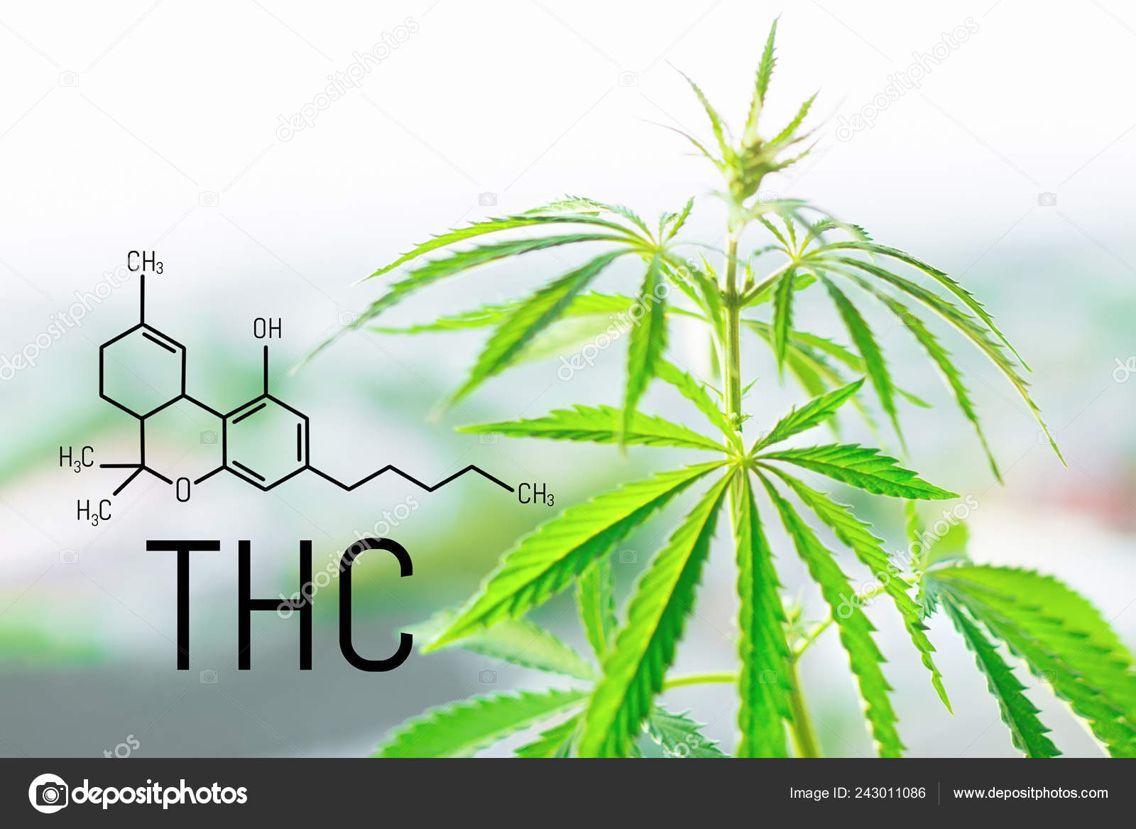 Thc Molecular Structure