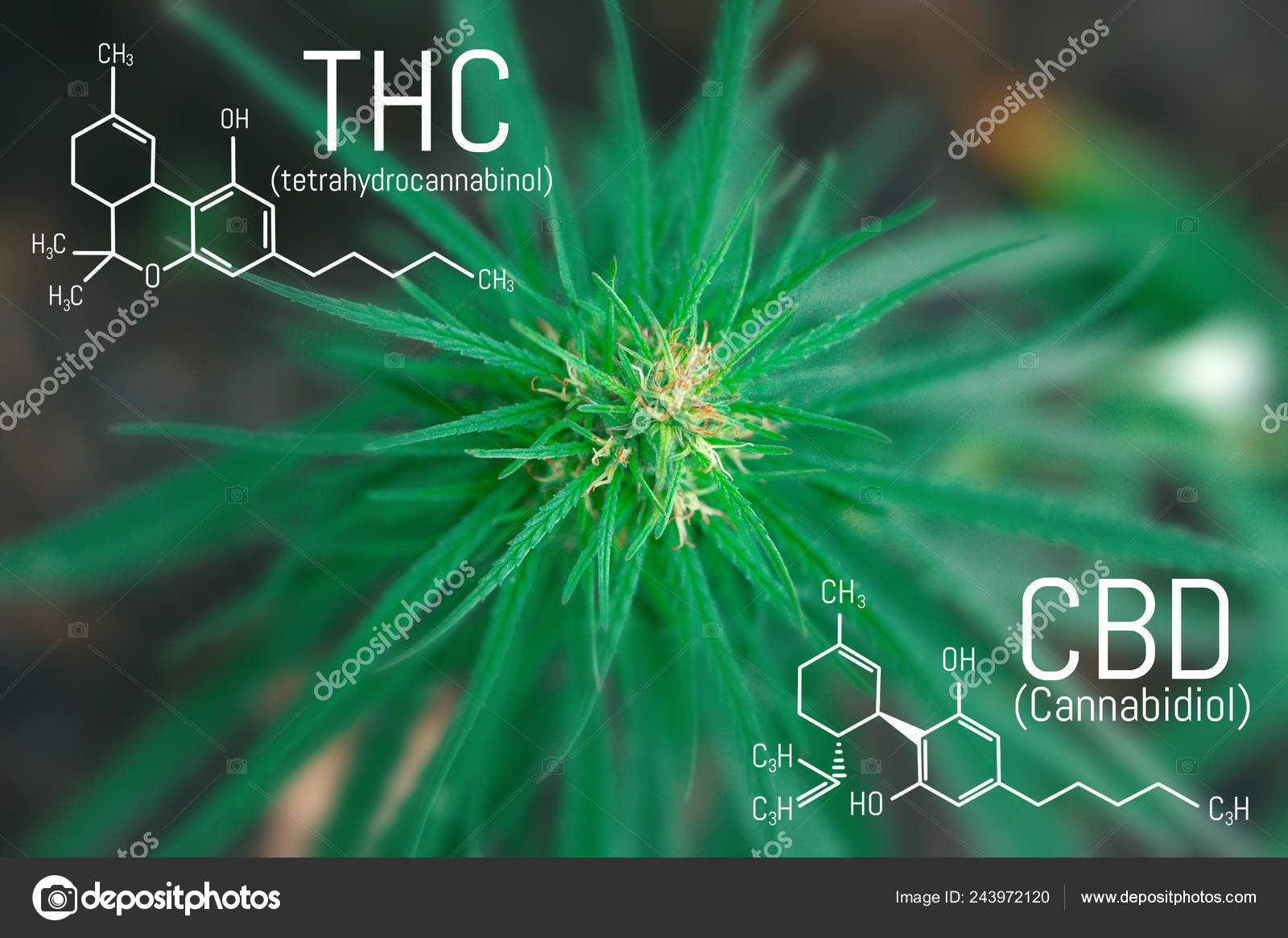 Thc Molecule Wallpaper