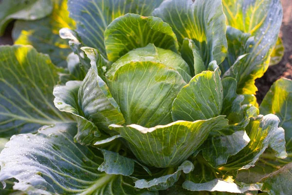 Cabbage varieties Stock Photos, Royalty Free Cabbage varieties Images ...