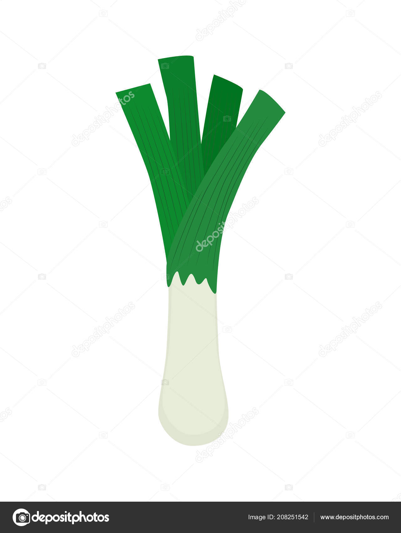 Colorful leek vector illustration isolated on white background. Stock ...