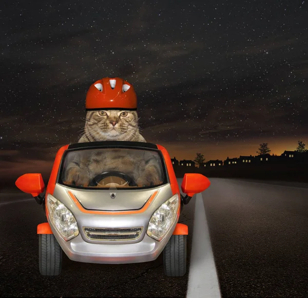 Cat driving Images - Search Images on Everypixel