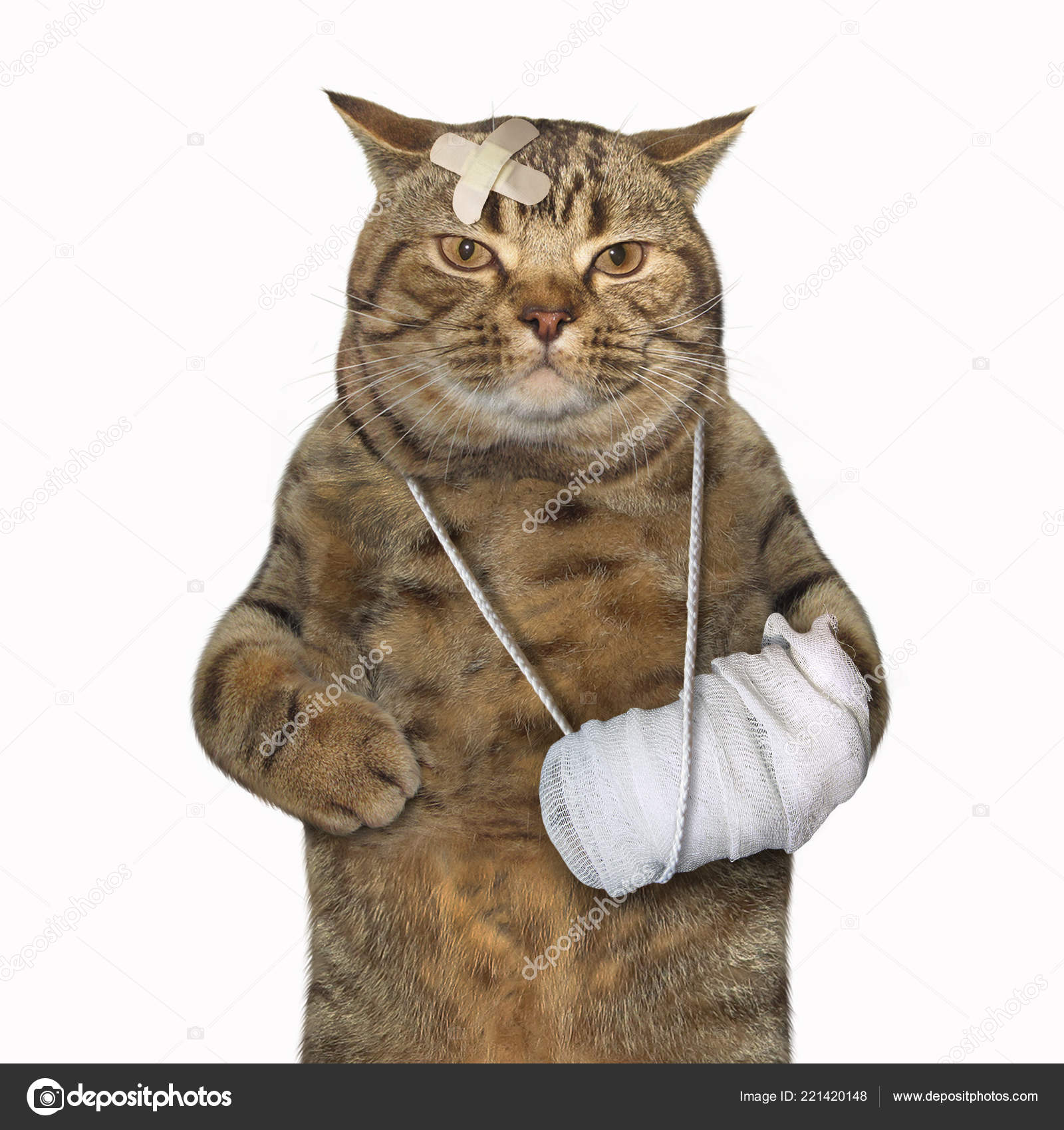 Cat Broken Leg Injured Head White Background Stock Photo by ©Iridi ...