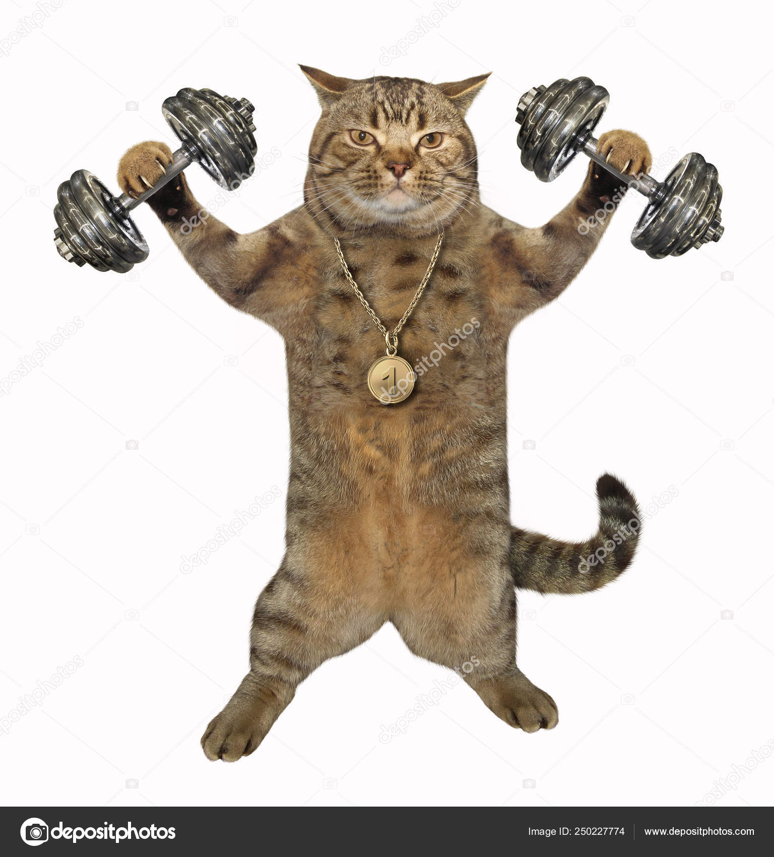 Cat bodybuilder with dumbbells 2 Stock Photo by ©Iridi 250227774