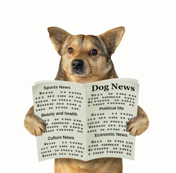 News dog Stock Photos, Royalty Free News dog Images | Depositphotos