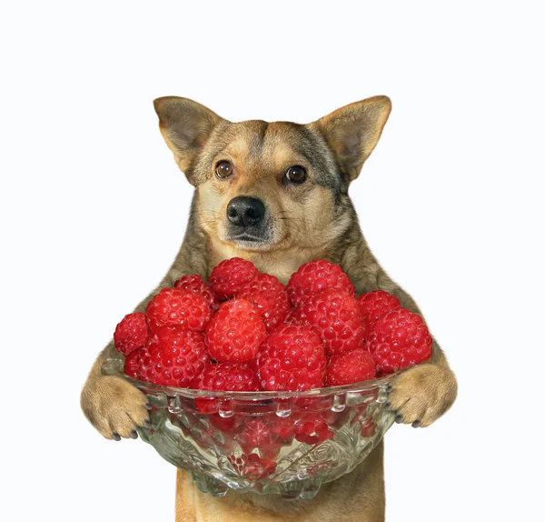 Fruit treats dog Stock Photos, Royalty Free Fruit treats dog Images ...