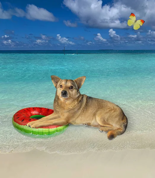 Dog tropical Stock Photos, Royalty Free Dog tropical Images | Depositphotos