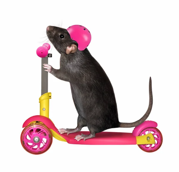 Φουσκωτά αρουραίος fotos de stock, imágenes de Φουσκωτά αρουραίος sin ...