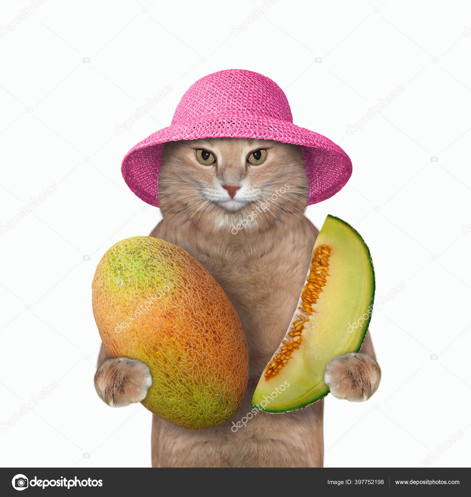 Watermelon Hat Cat