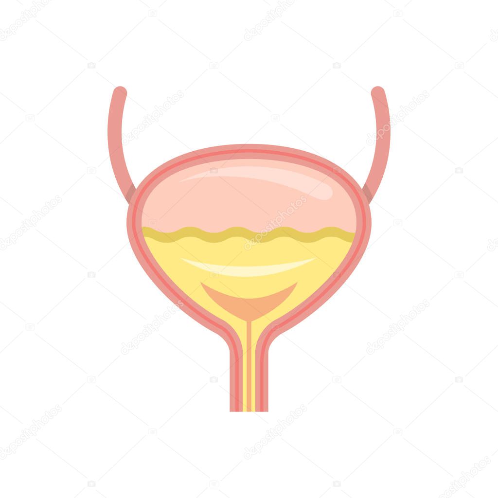 ilustración vectorial de la anatomía vesical 2023