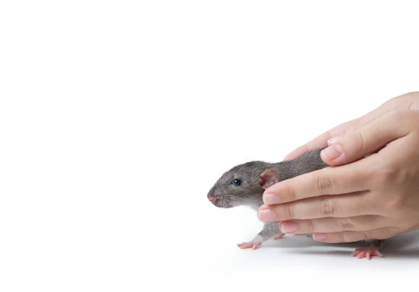 Maus und hand Stock Photos, Royalty Free Maus und hand Images ...