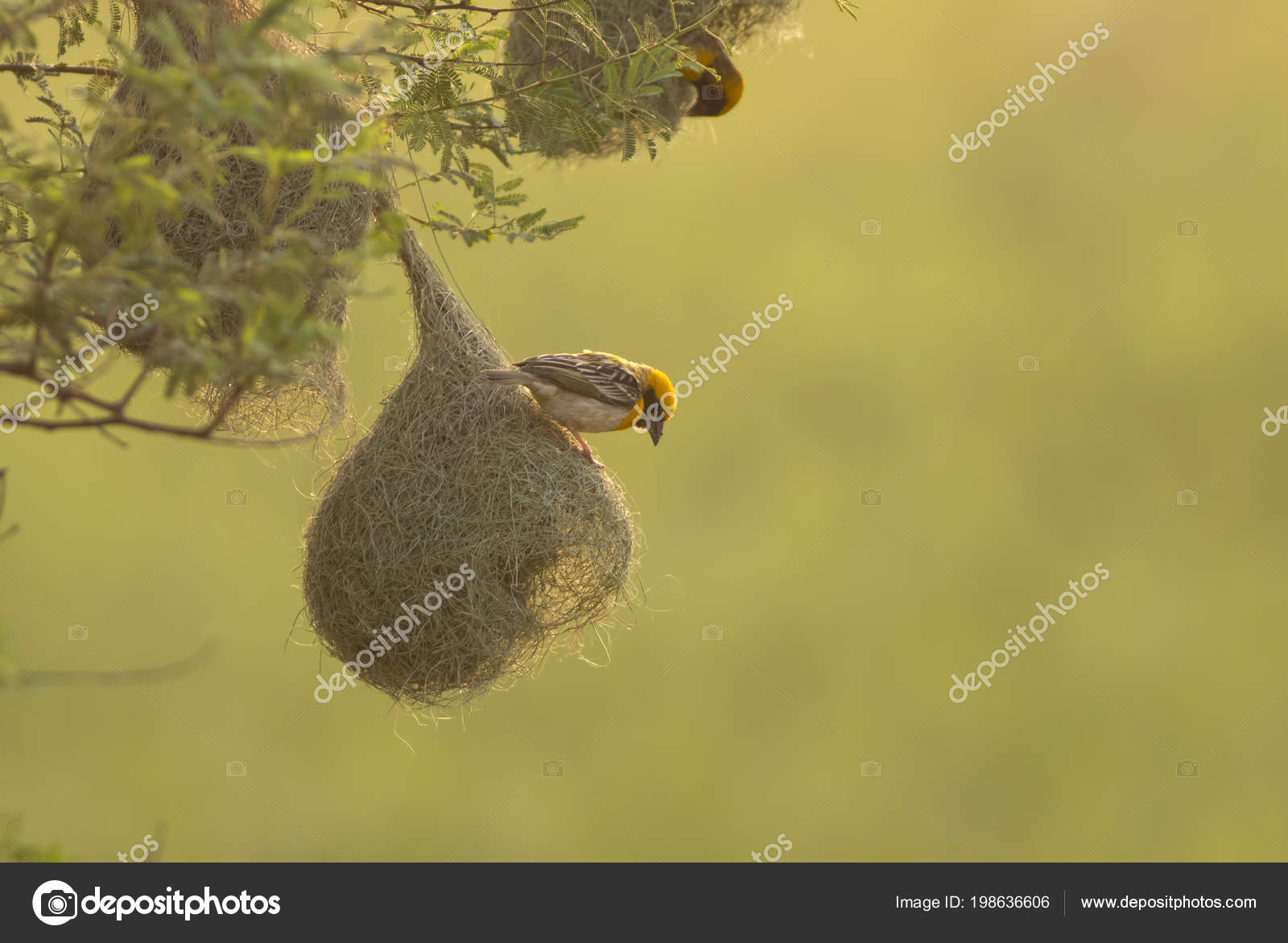 Baya Weaver Ploceus Philippinus Nest — Stock Photo © tahirabbas #198636606