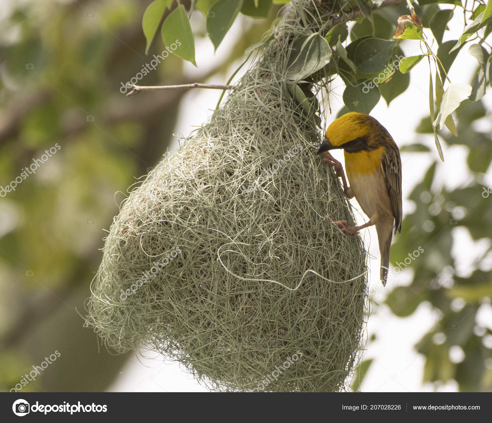 Baya Weaver Ploceus Philippinus Making Nest — Stock Photo © tahirabbas #207028226
