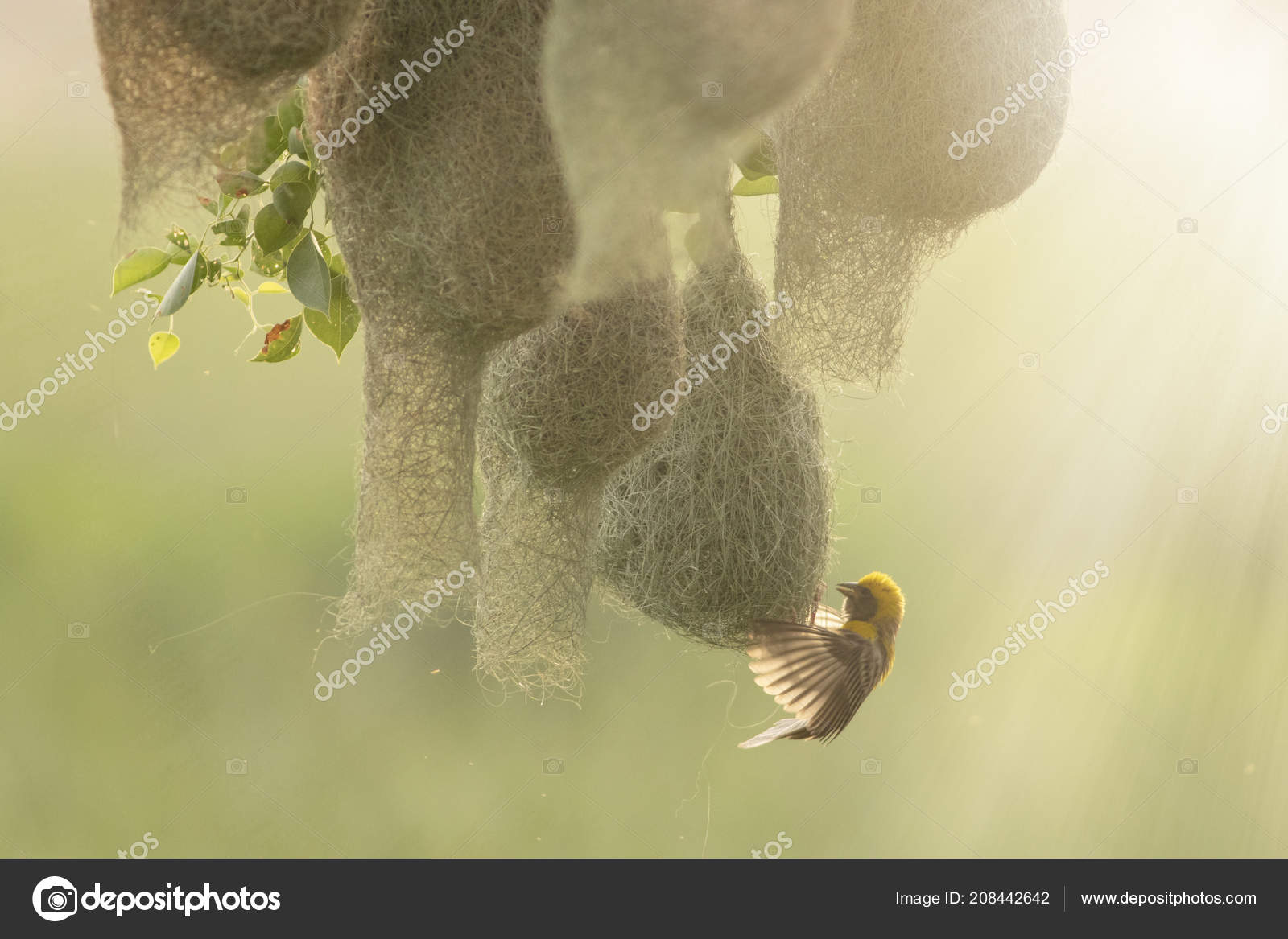 Baya Weaver Ploceus Philippinus Nest — Stock Photo © tahirabbas #208442642