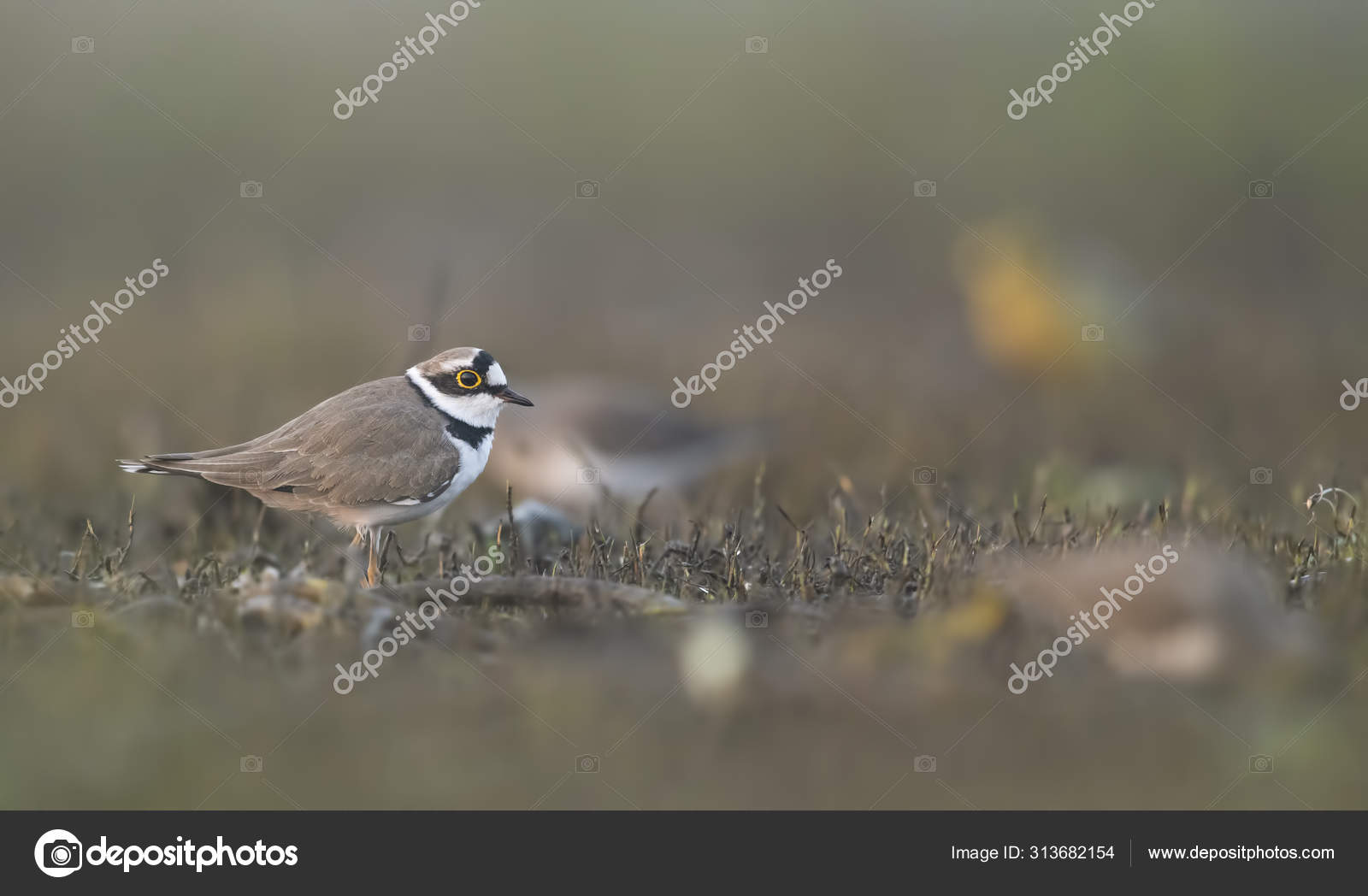 Little ringed plover — Stock Photo © tahirabbas #313682154