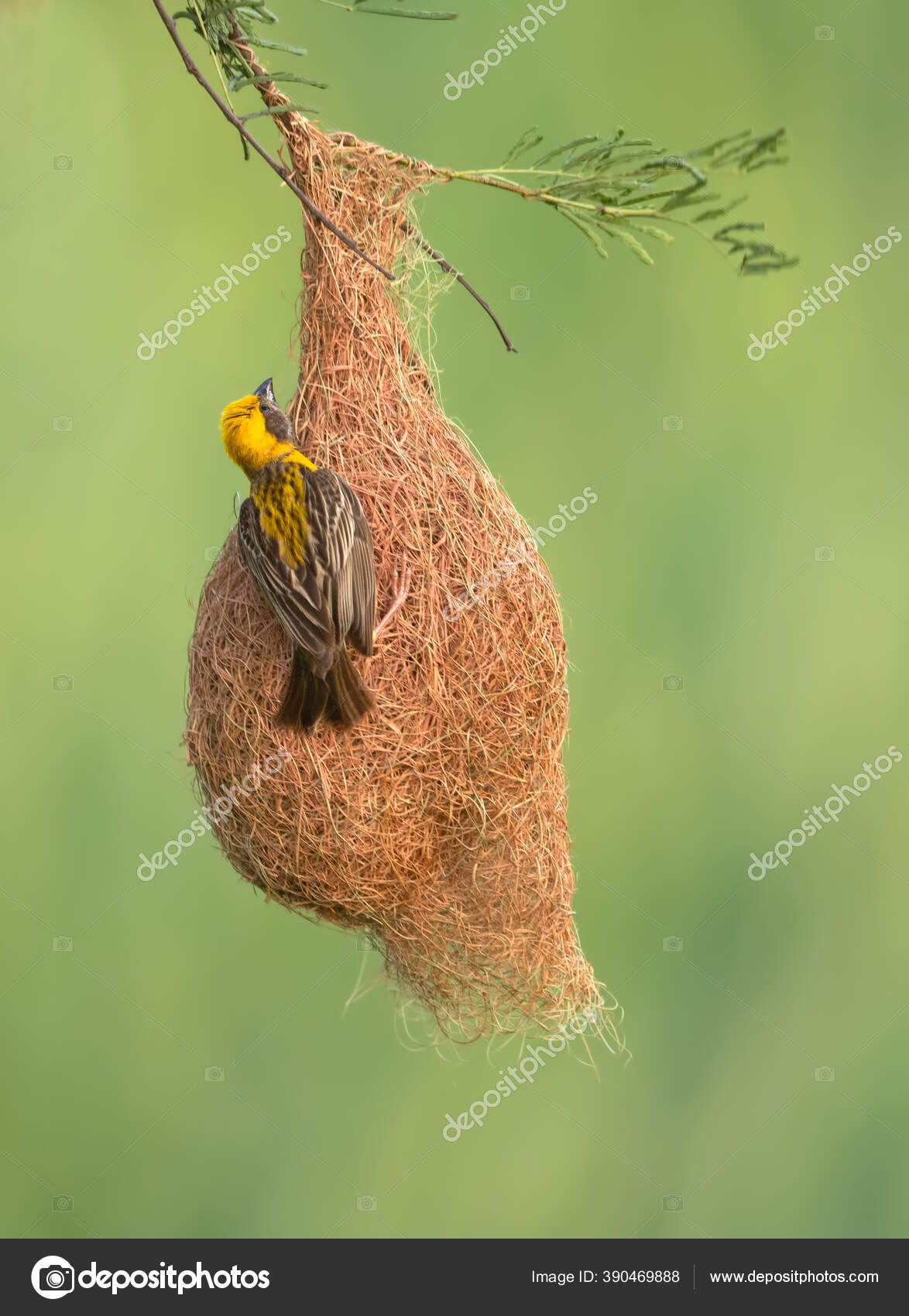 Baya Weaver Bird Nest — Stock Photo © tahirabbas #390469888