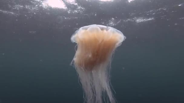 18 Giant jellyfish Videos, Royalty-free Stock Giant jellyfish Footage ...