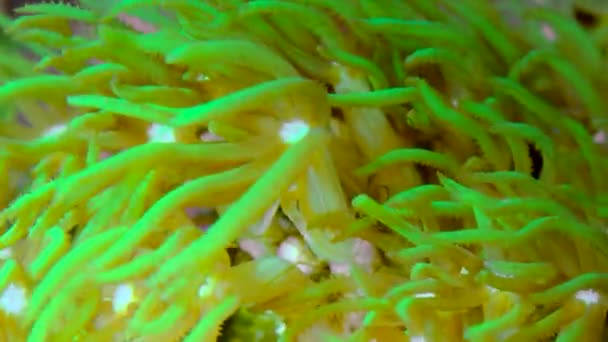 28,101 Green star Videos, Royalty-free Stock Green star Footage ...