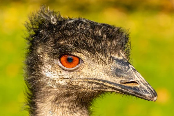Aboriginal emu Stock Photos, Royalty Free Aboriginal emu Images ...