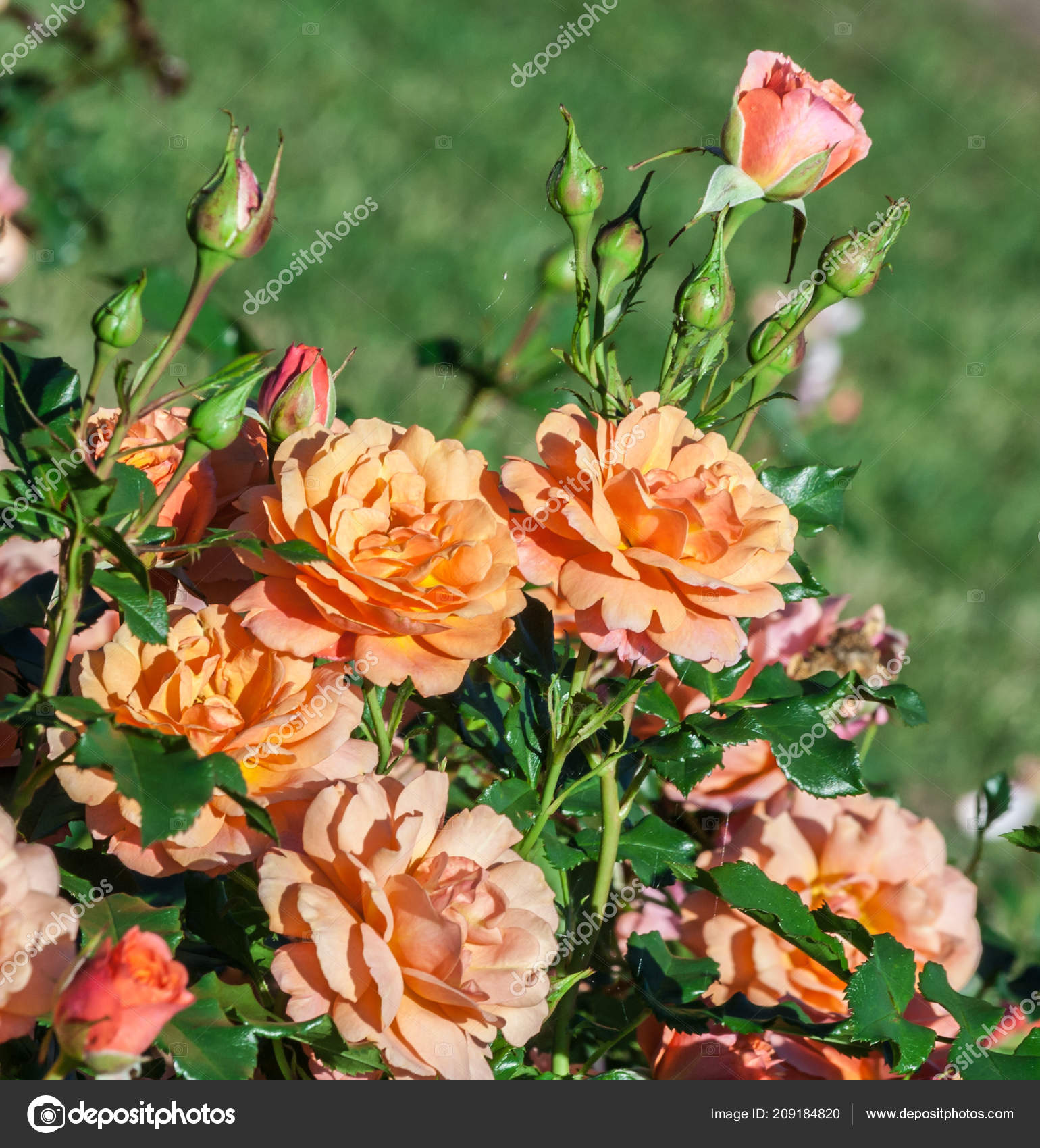 Rose Lambada Bushes Large Bright Half Terry Orange Flower Buds — Stock ...