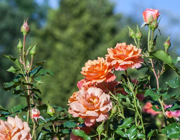 Rose Lambada Bushes Large Bright Half Terry Orange Flower Buds — Stock ...